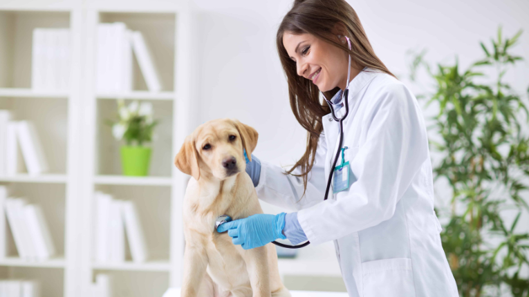Consulta Clínica Especializada – Gamavet – Laboratório Veterinário